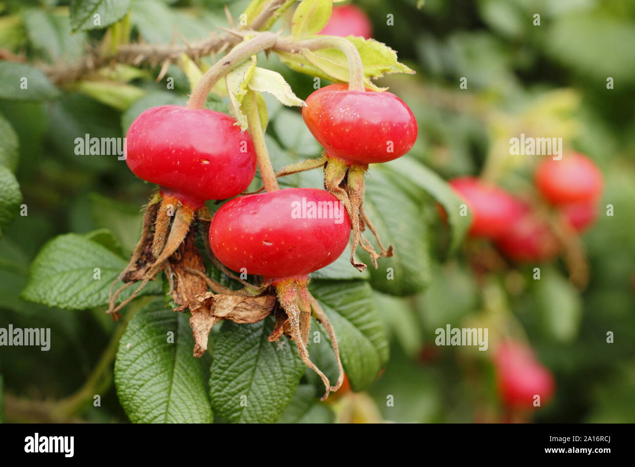 Rosa rugosa 'Rubra'. Hips of the Red Japanese rose in early autumn. UK ...