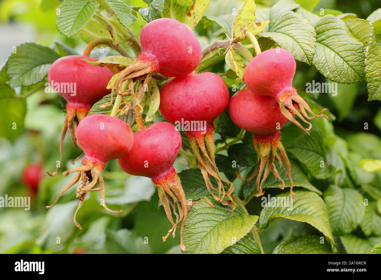 Rugosa rose hips hi-res stock photography and images - Alamy