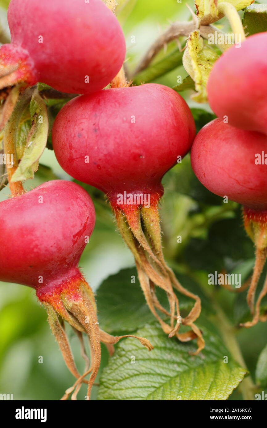 Rosa rugosa 'Rubra'. Hips of the Red Japanese rose in early autumn. UK ...