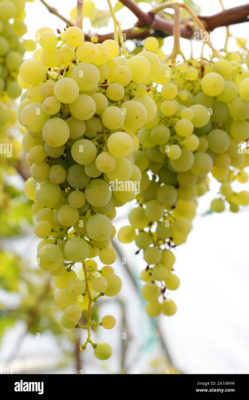 Grape vine uk hi-res stock photography and images - Alamy