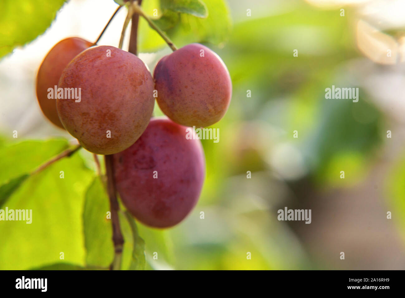 Plum Tree Autumn High Resolution Stock Photography and Images - Alamy