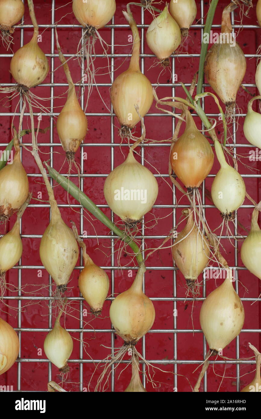 Drying, or curing, onions (Allium cepa) - on a rack before storing. UK ...
