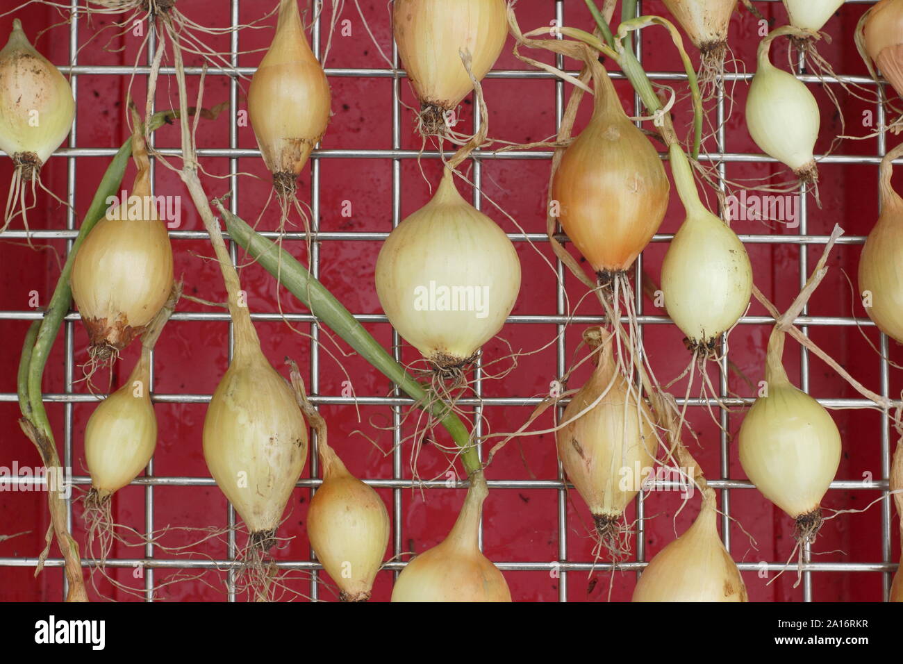 Drying, or curing, onions (Allium cepa) - on a rack before storing. UK ...