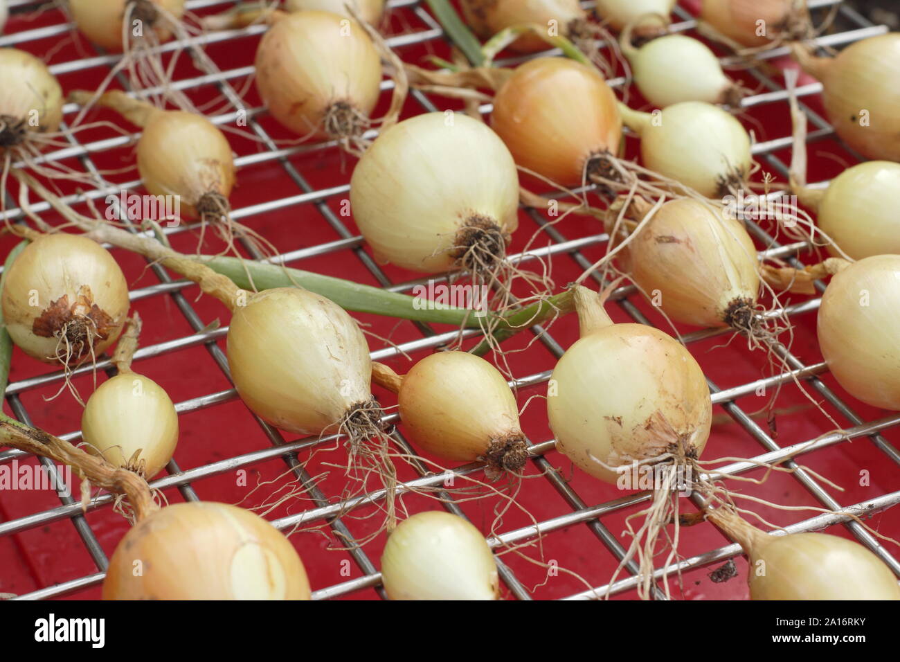 Drying, or curing, onions (Allium cepa) - on a rack before storing. UK ...