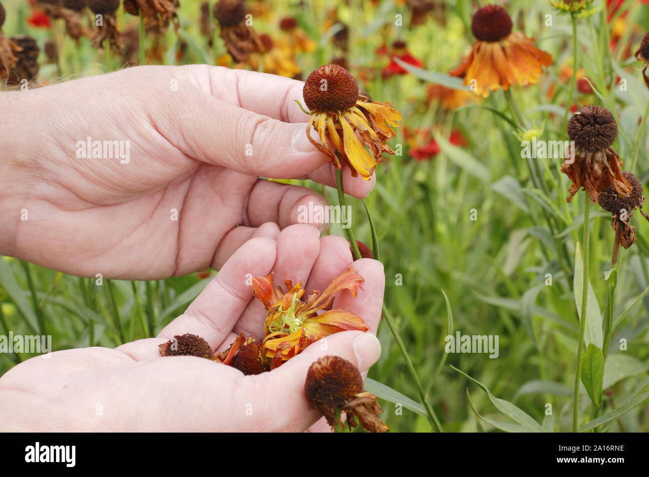 Deadheading heleniums to promote further flowering. UK Stock Photo - Alamy