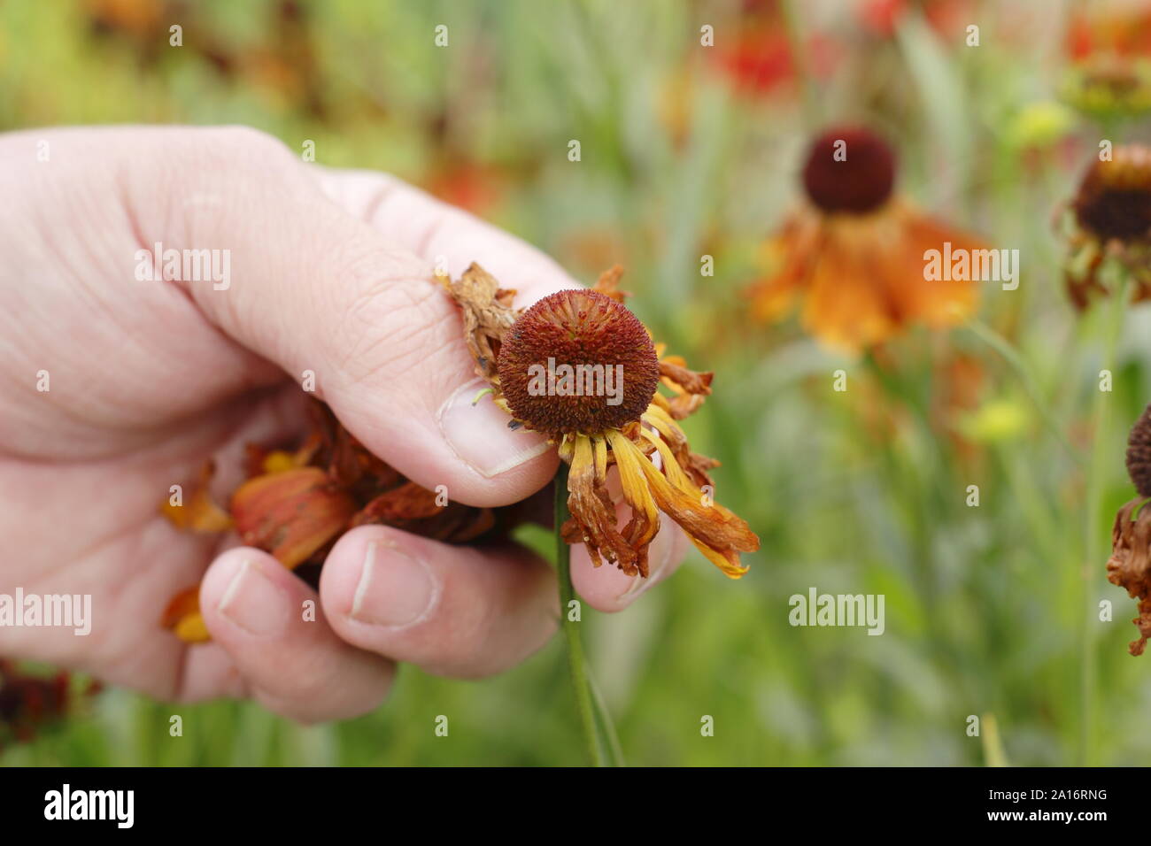Deadheading heleniums to promote further flowering. UK Stock Photo - Alamy