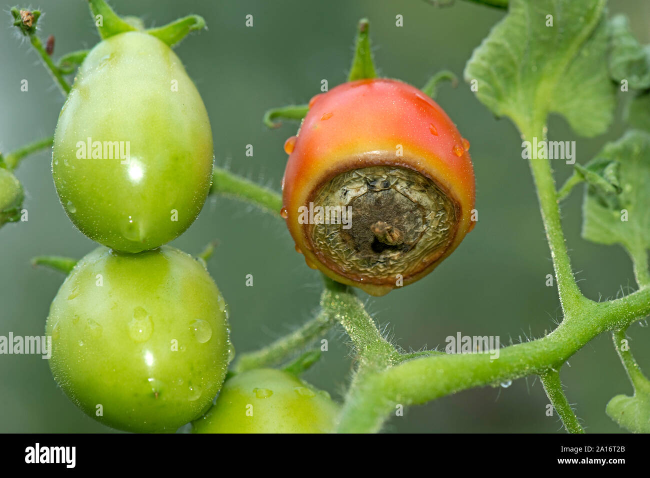 Calcium deficiency fruit hi-res stock photography and images - Alamy