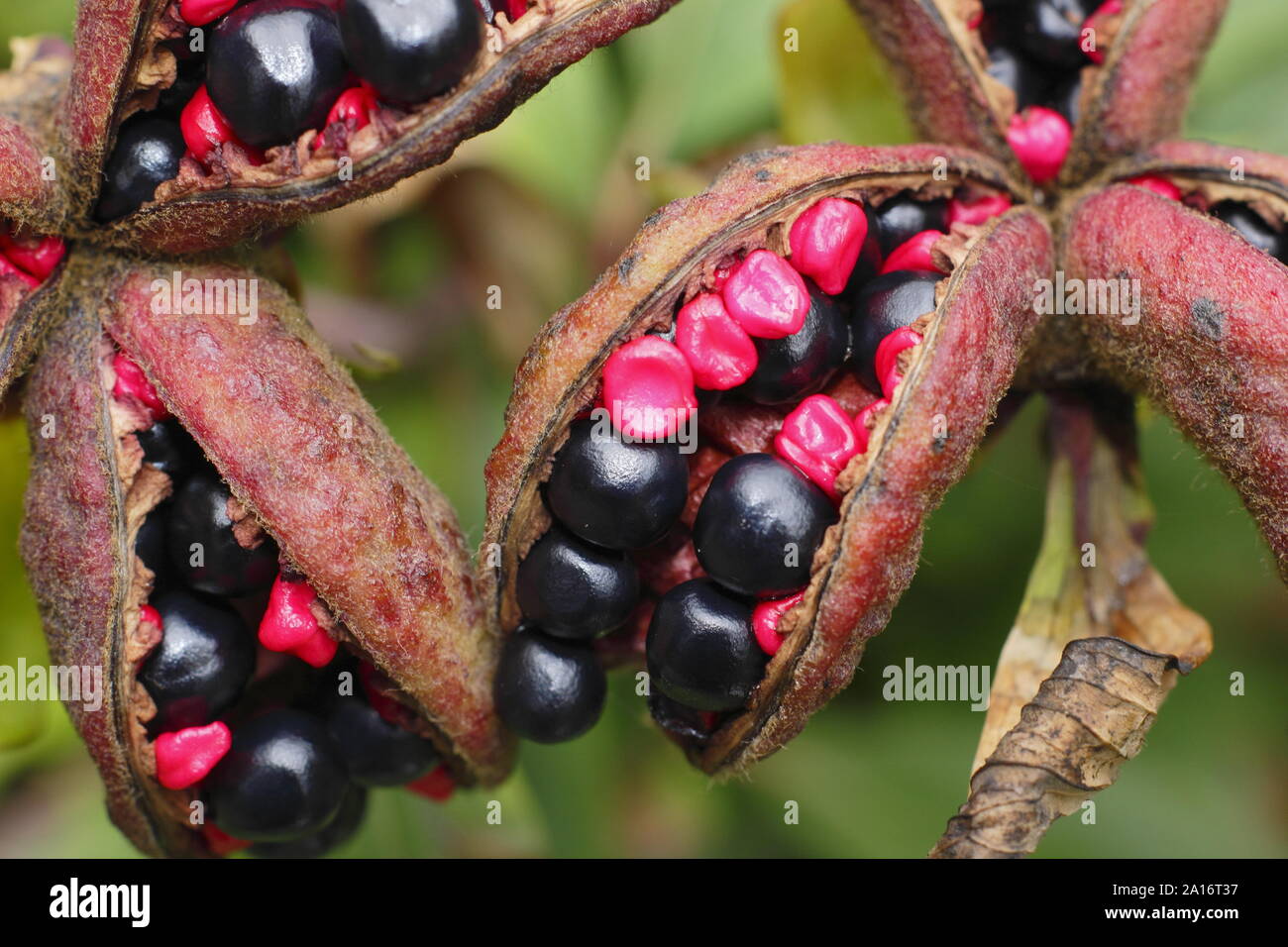 Paeonia mlokosewitschii. Ornamental seed pods of 'Molly the witch ...