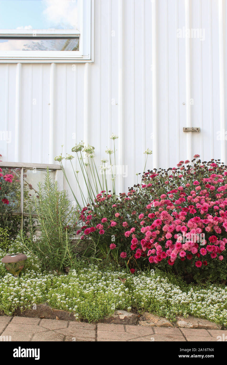 Pink Mums and Assorted Flower Border In Front Of A White Wall Stock ...
