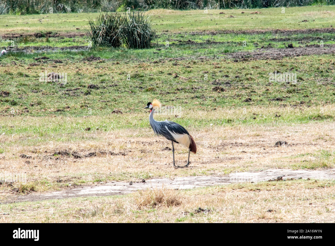 Grey crowned crane Stock Photo - Alamy
