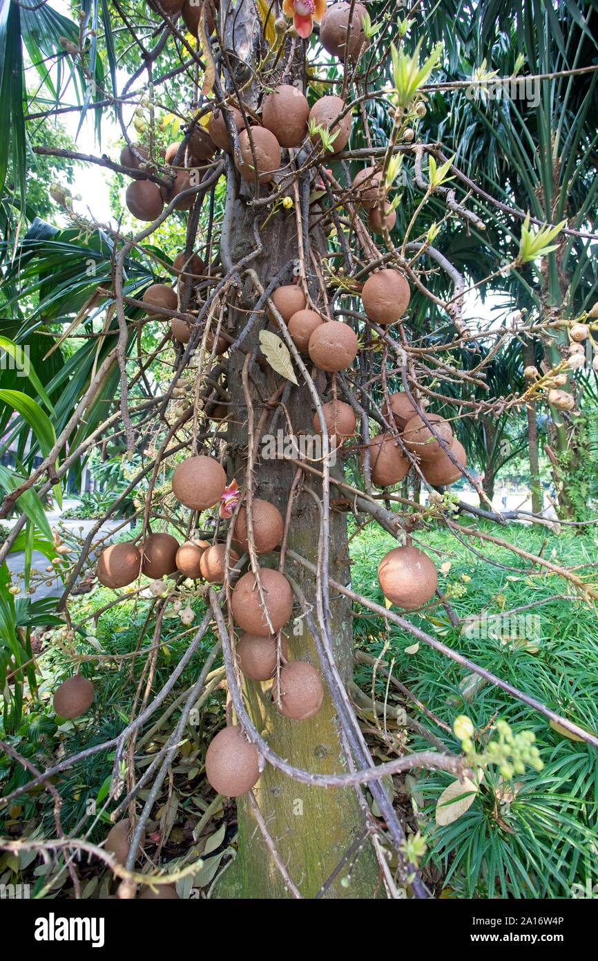 Cannonball Tree Fruit High Resolution Stock Photography and Images - Alamy