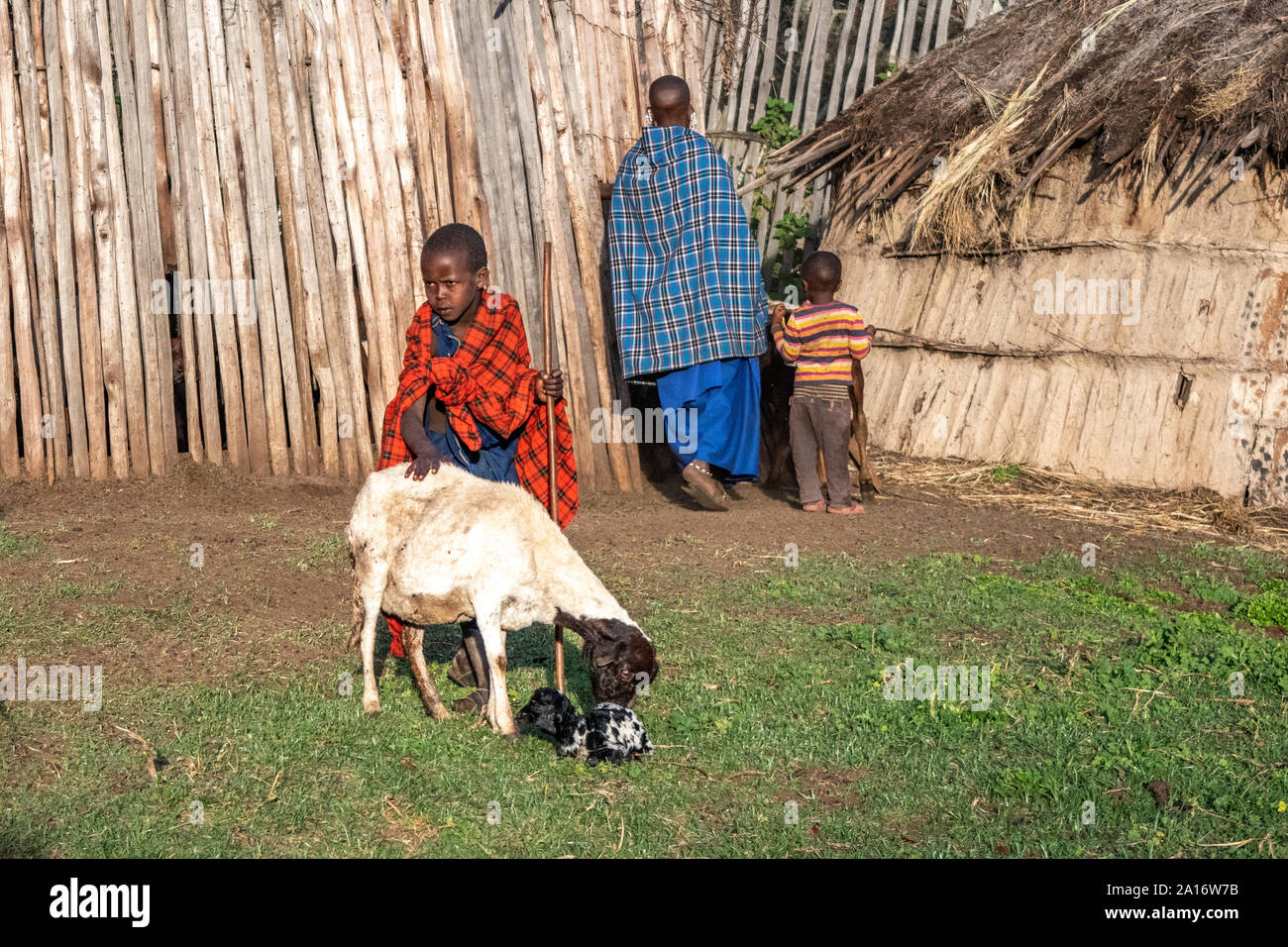 Kid Goat High Resolution Stock Photography and Images - Alamy