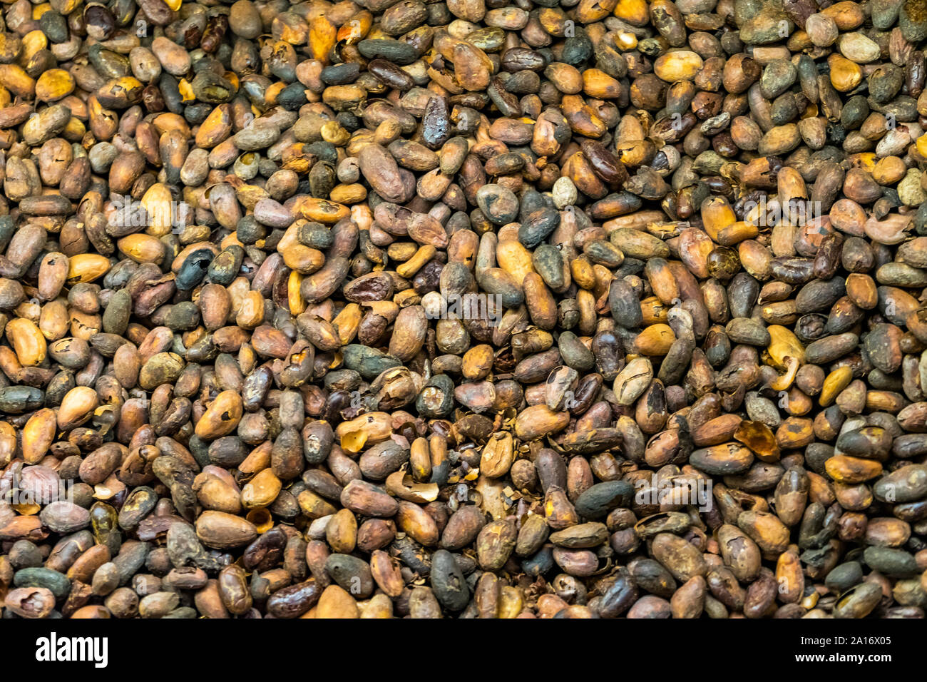 Aztecs Cocoa Beans
