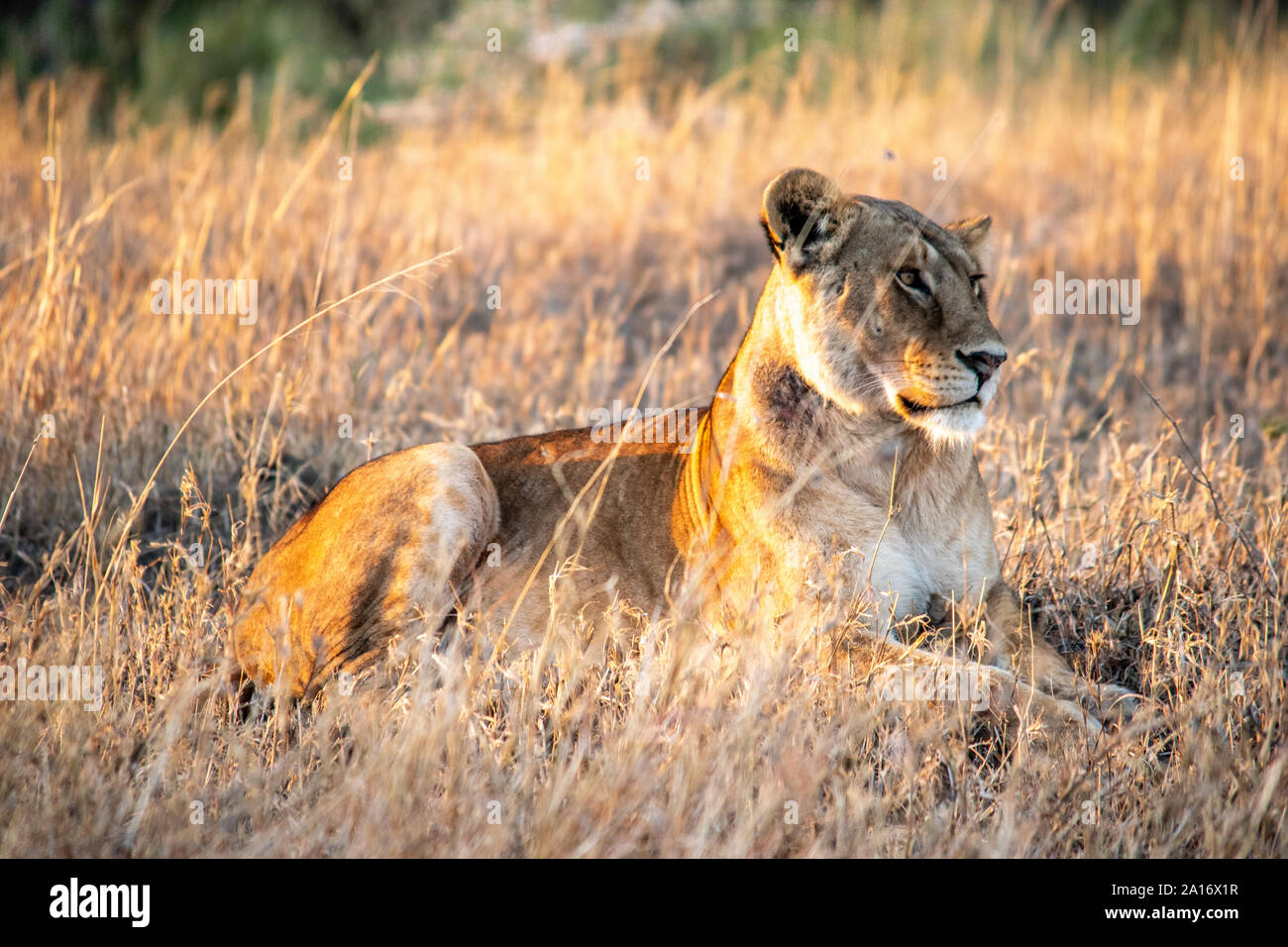 Lion keeps watch in savannah at sunset Stock Photo - Alamy