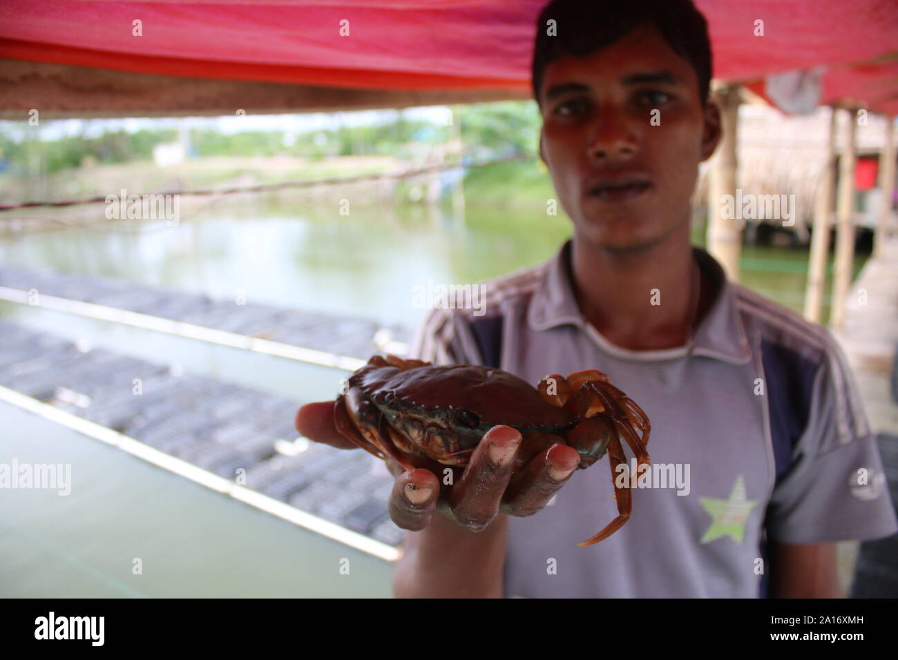Crab farming hi-res stock photography and images - Alamy