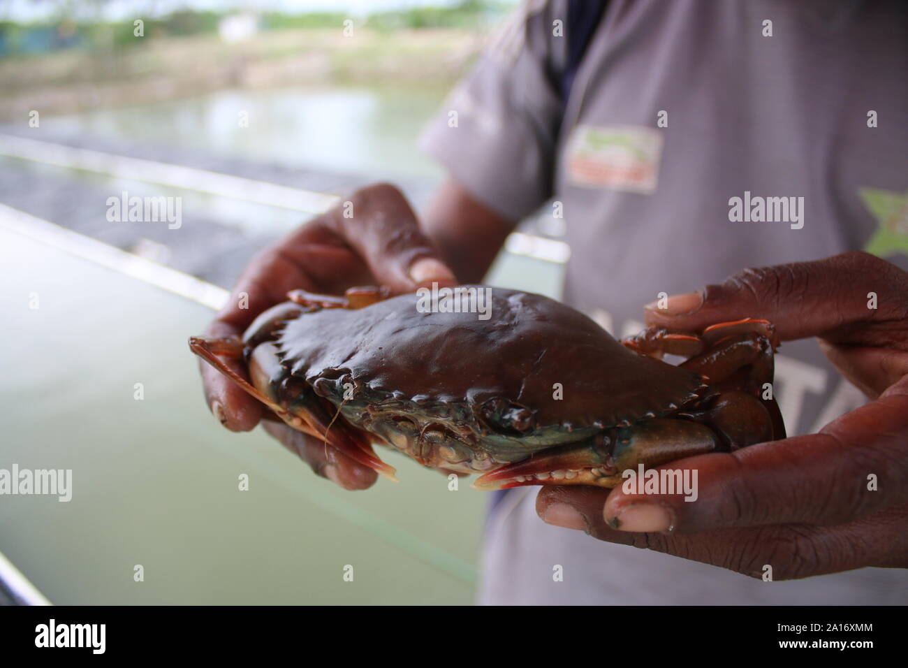 Produced by crabs hi-res stock photography and images - Alamy