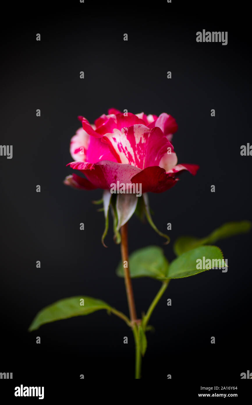 two-tone white with red rose on a black Stock Photo - Alamy