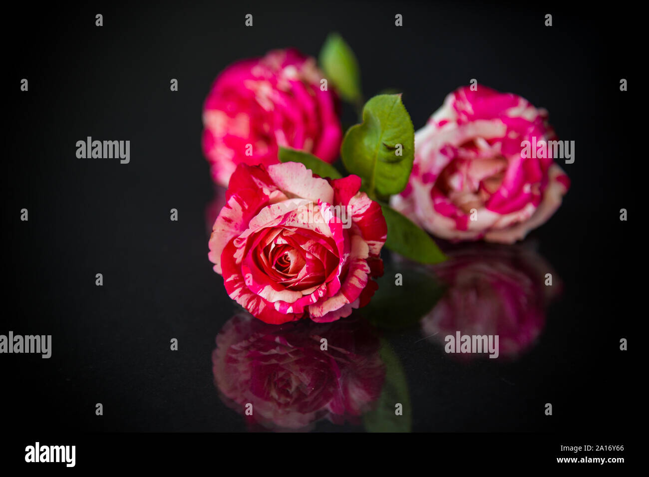 two-tone white with red rose on a black Stock Photo - Alamy
