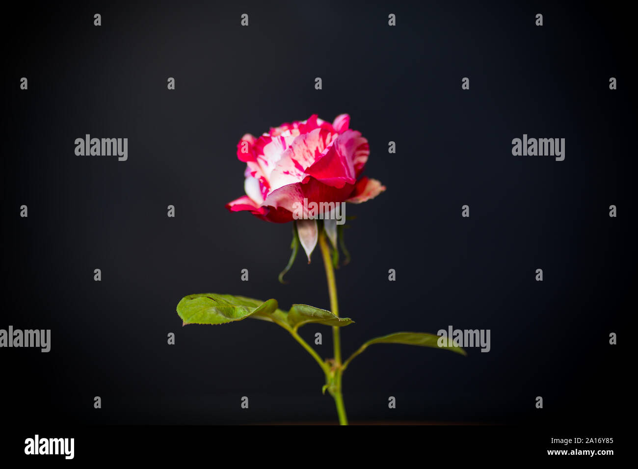 Two tone rose flower hi-res stock photography and images - Alamy