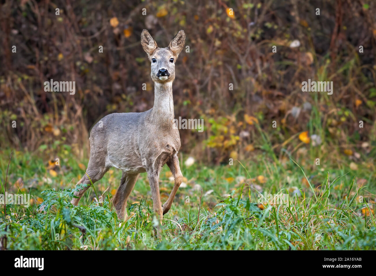 Roe deer doe in autumn moving forward with leg in the air Stock Photo ...