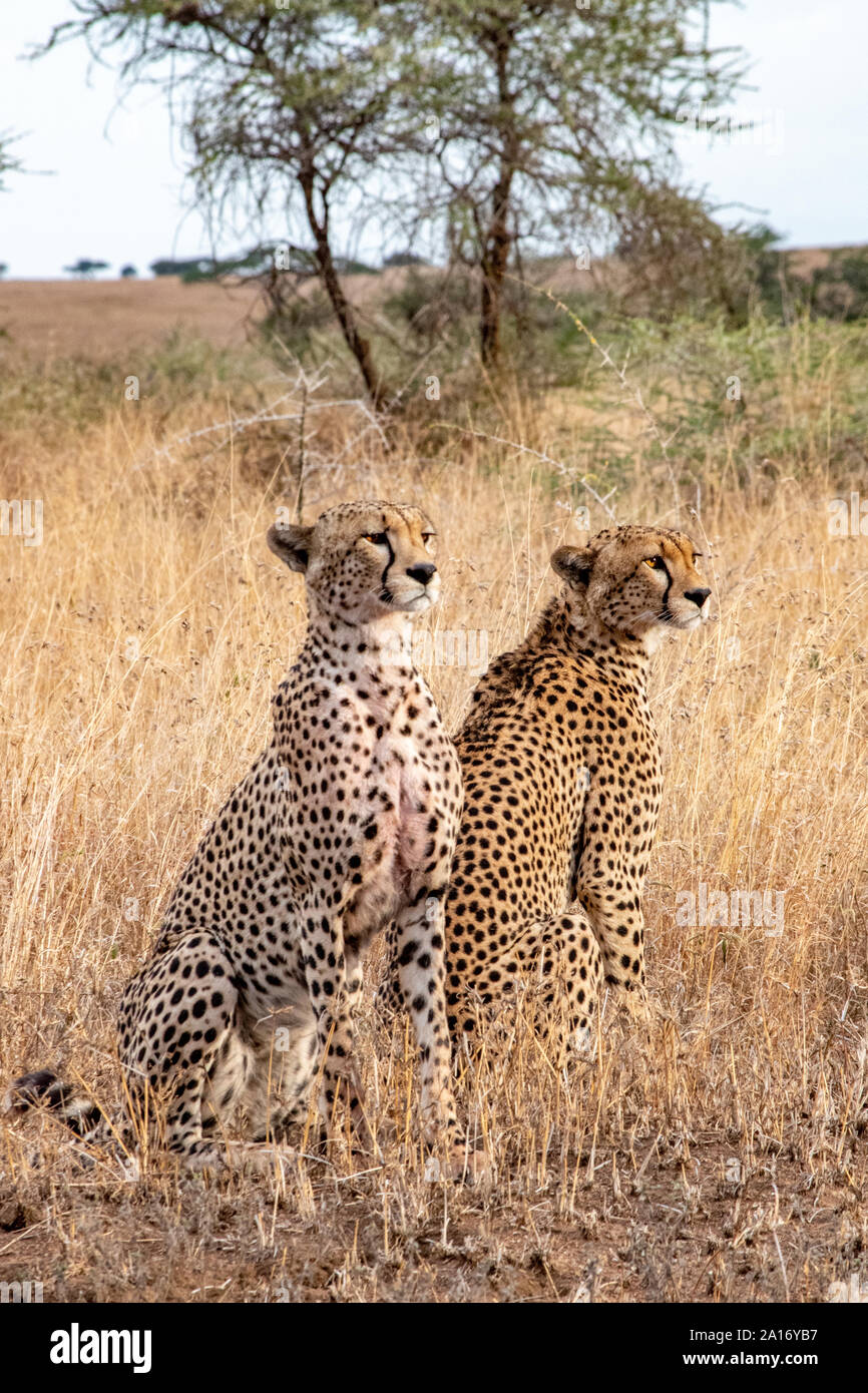 Cheetah Prey And Predators