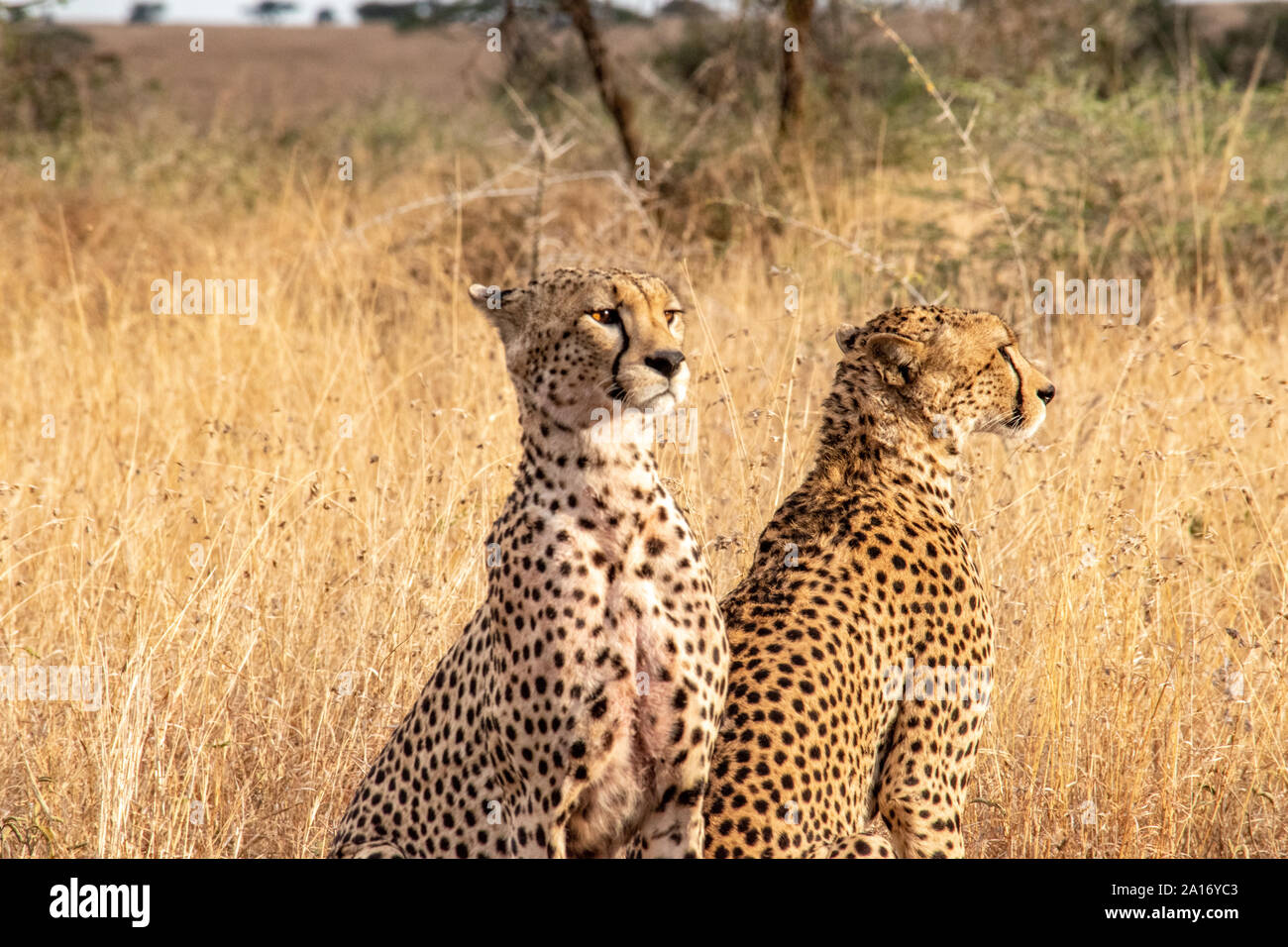 What Are Cheetahs Predators