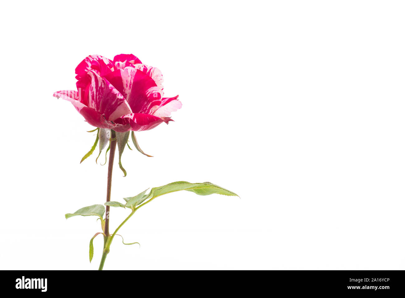 two-tone white with red rose on a white Stock Photo - Alamy