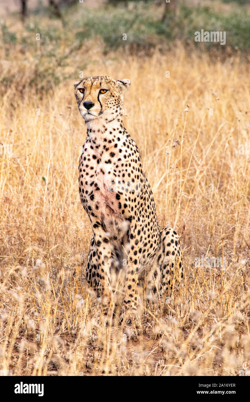 Cheetah Prey And Predators