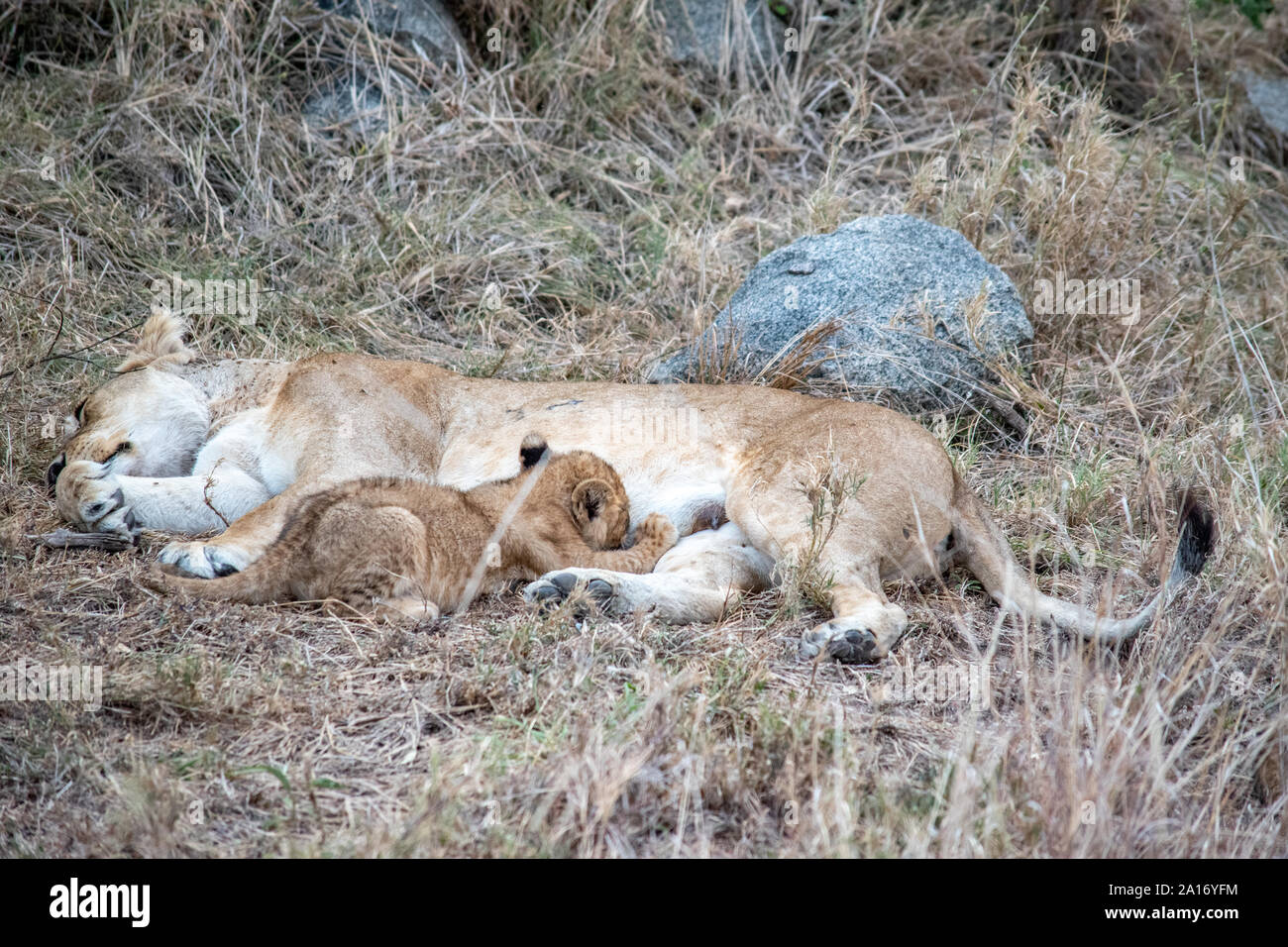 Baby lion cubs nursing hi-res stock photography and images - Alamy