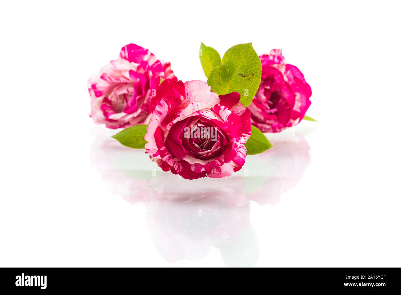 two-tone white with red rose on a white Stock Photo - Alamy