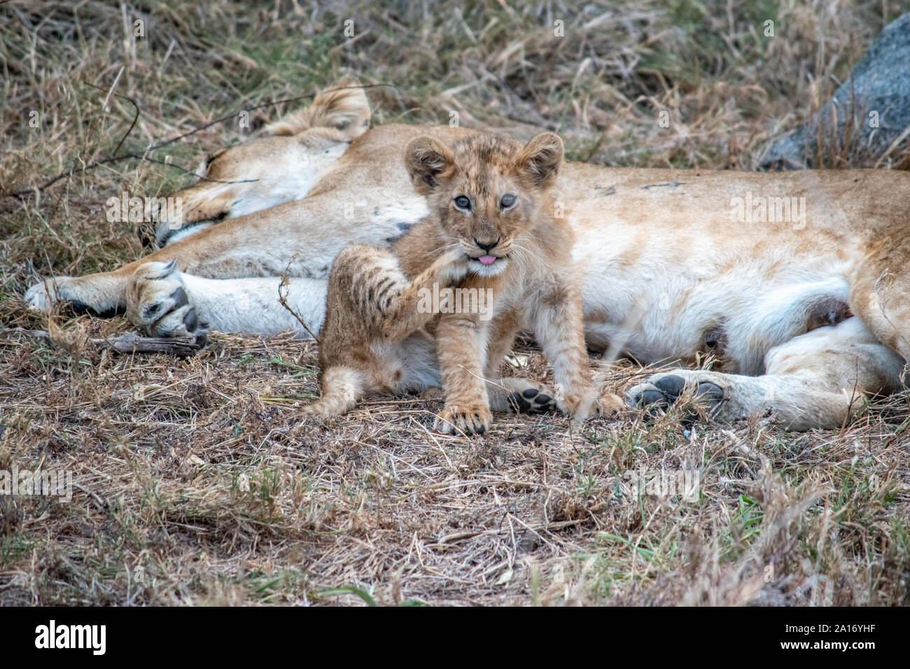 Lion cubs nursing hi-res stock photography and images - Alamy