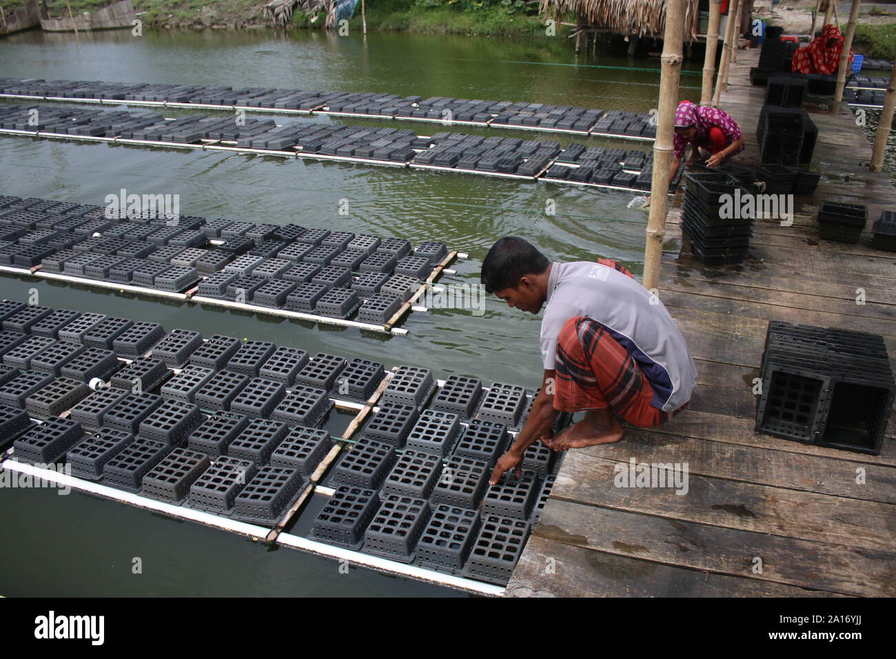 Shyamnagar, Satkhira, Bangladesh. 9th Sep, 2019. Crab farmers working ...