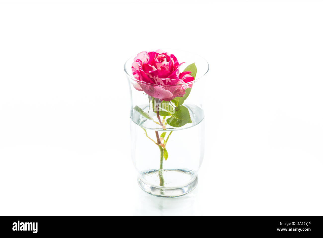 two-tone white with red rose on a white Stock Photo - Alamy