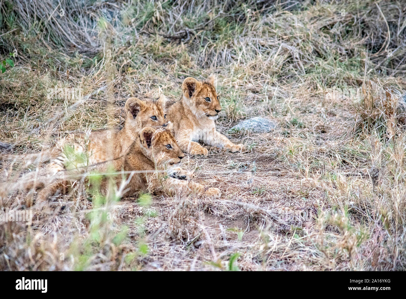 Lion cubs nursing hi-res stock photography and images - Alamy
