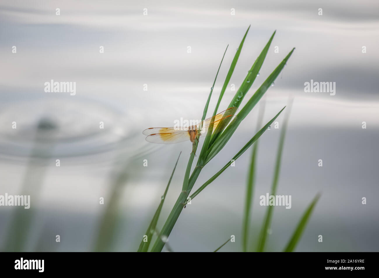 Small species of dragonfly hi-res stock photography and images - Alamy