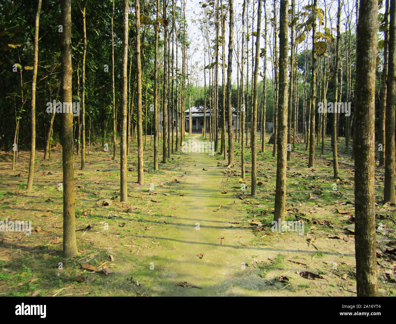 Beautiful village road with lots of trees Stock Photo - Alamy