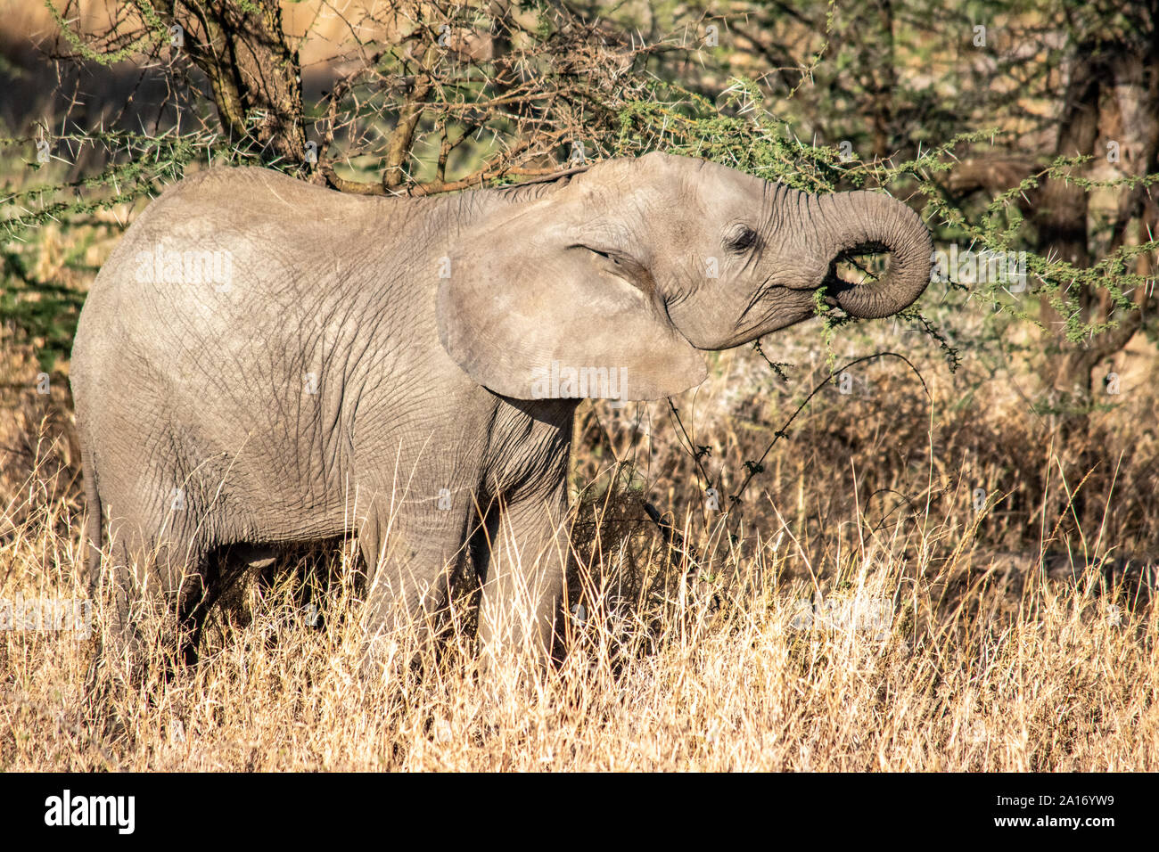 Curled elephants trunk hi-res stock photography and images - Alamy