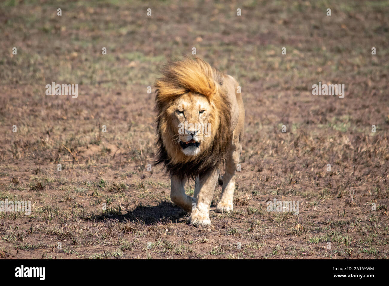 Lion with grass across face hi-res stock photography and images - Alamy
