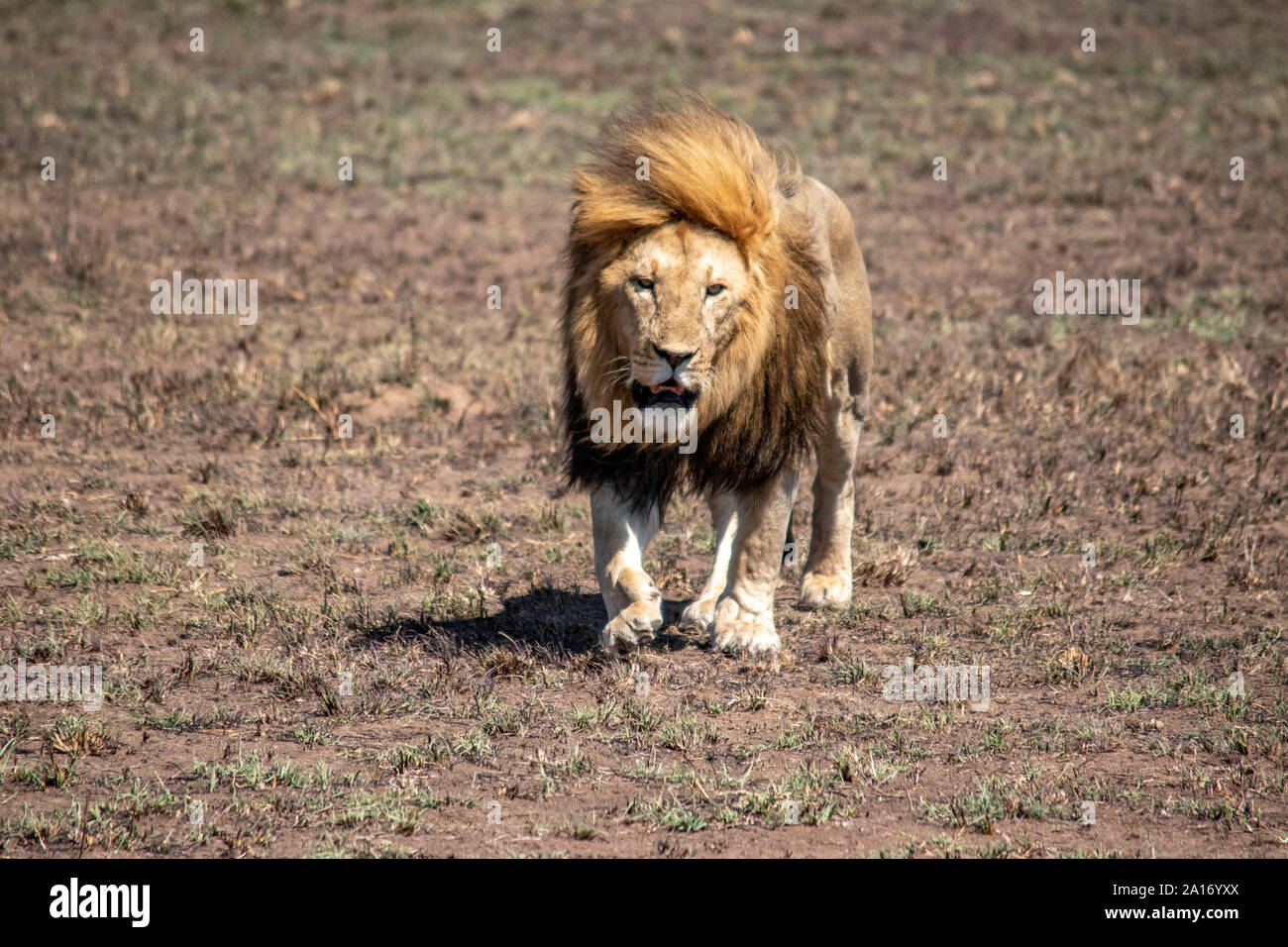 Majestic lion stalking across the savannah Stock Photo - Alamy
