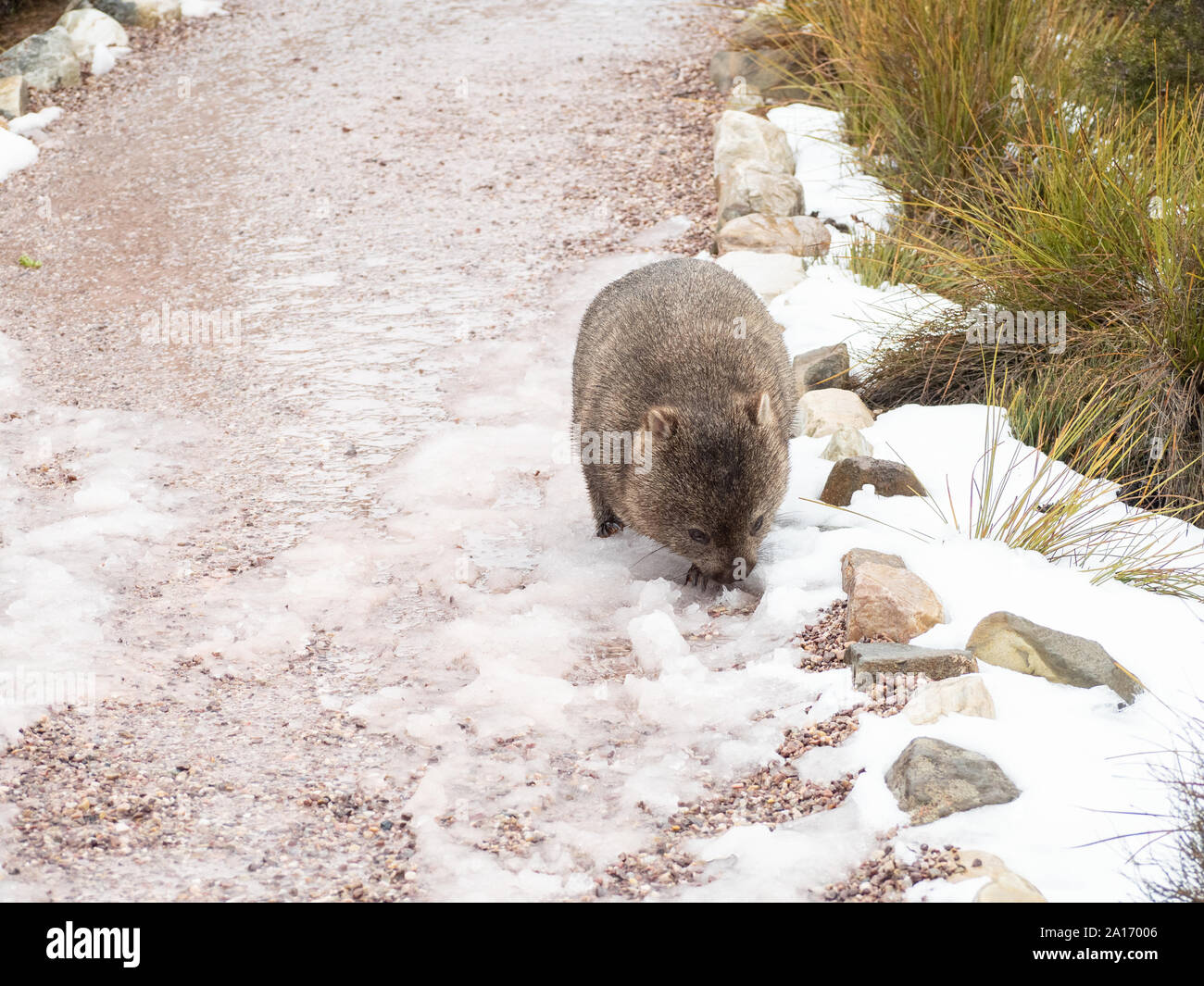 Australian wombat on a snow-covered path, Cradle Mountain Stock Photo ...