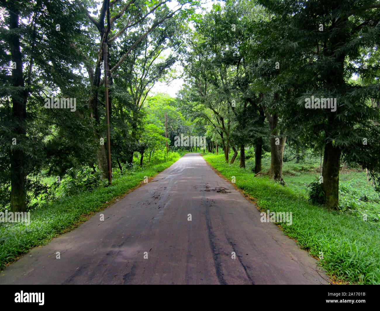 Beautiful road with trees. Road in the garden Stock Photo - Alamy