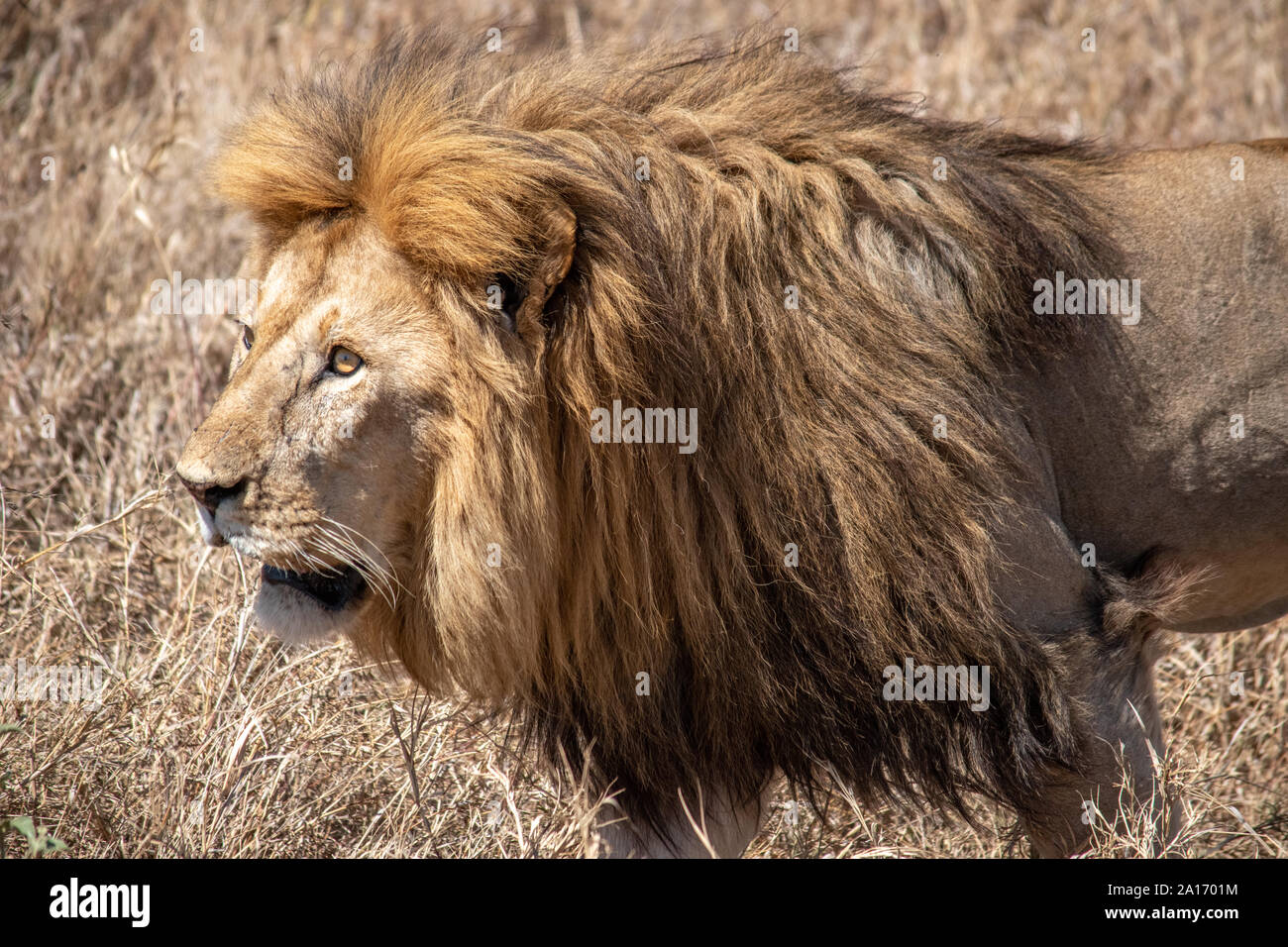 Male lion stalking grass hi-res stock photography and images - Alamy