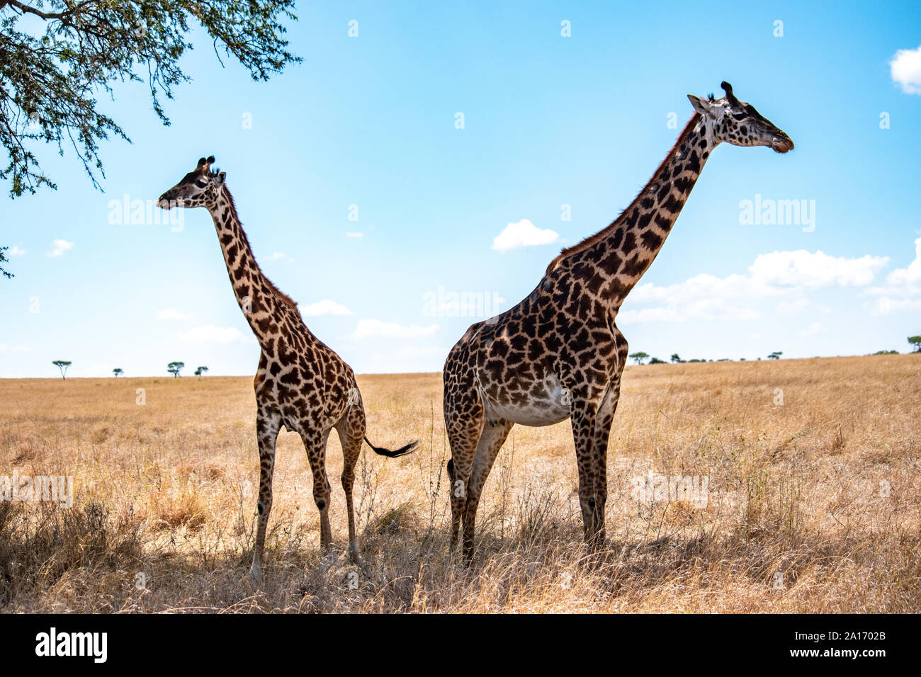 Two giraffes facing away from each other with blue sky and copy space ...