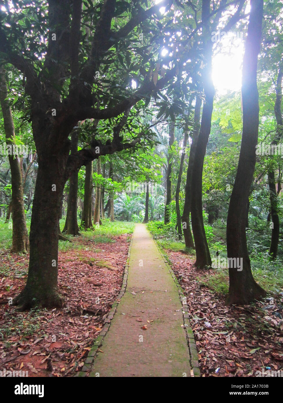 Beautiful road in the garden with trees Stock Photo - Alamy