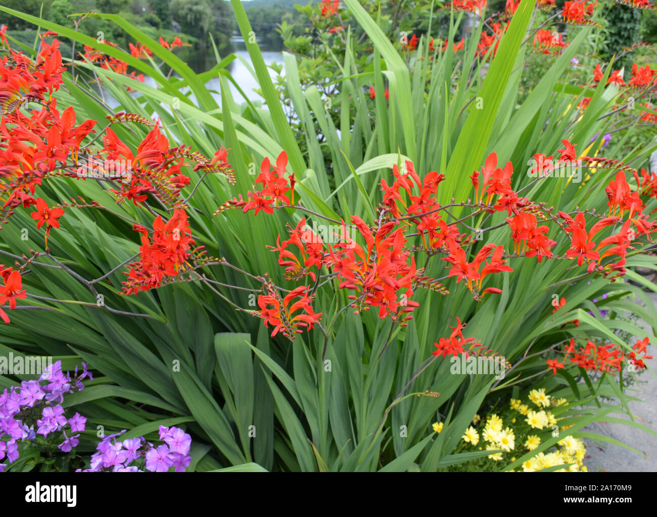 Summertime in Massachusetts: Red Crocosmia (lucifer) Flowers Along the ...