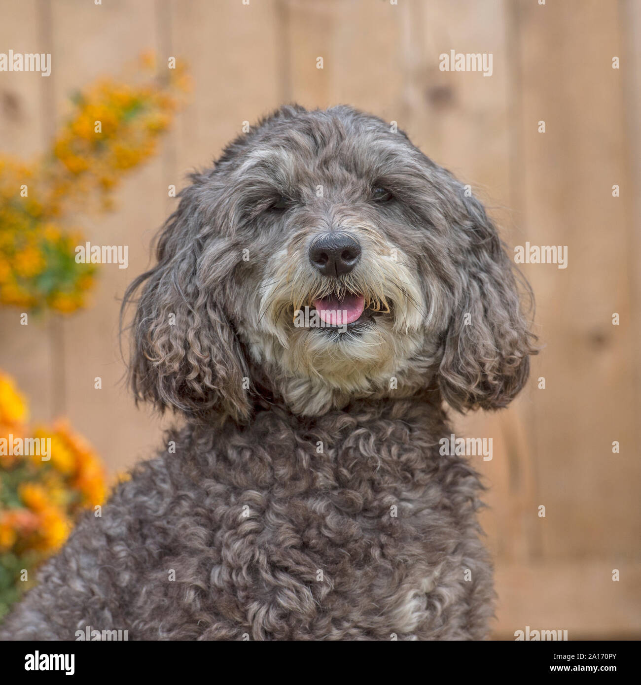Happy scruffy dog hi-res stock photography and images - Alamy