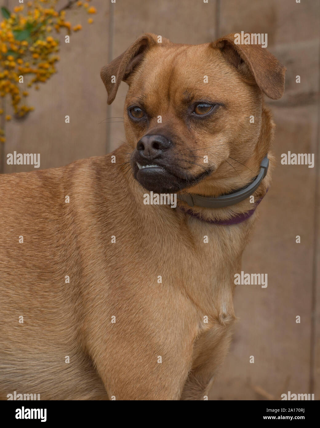 Ugly Pug High Resolution Stock Photography and Images - Alamy