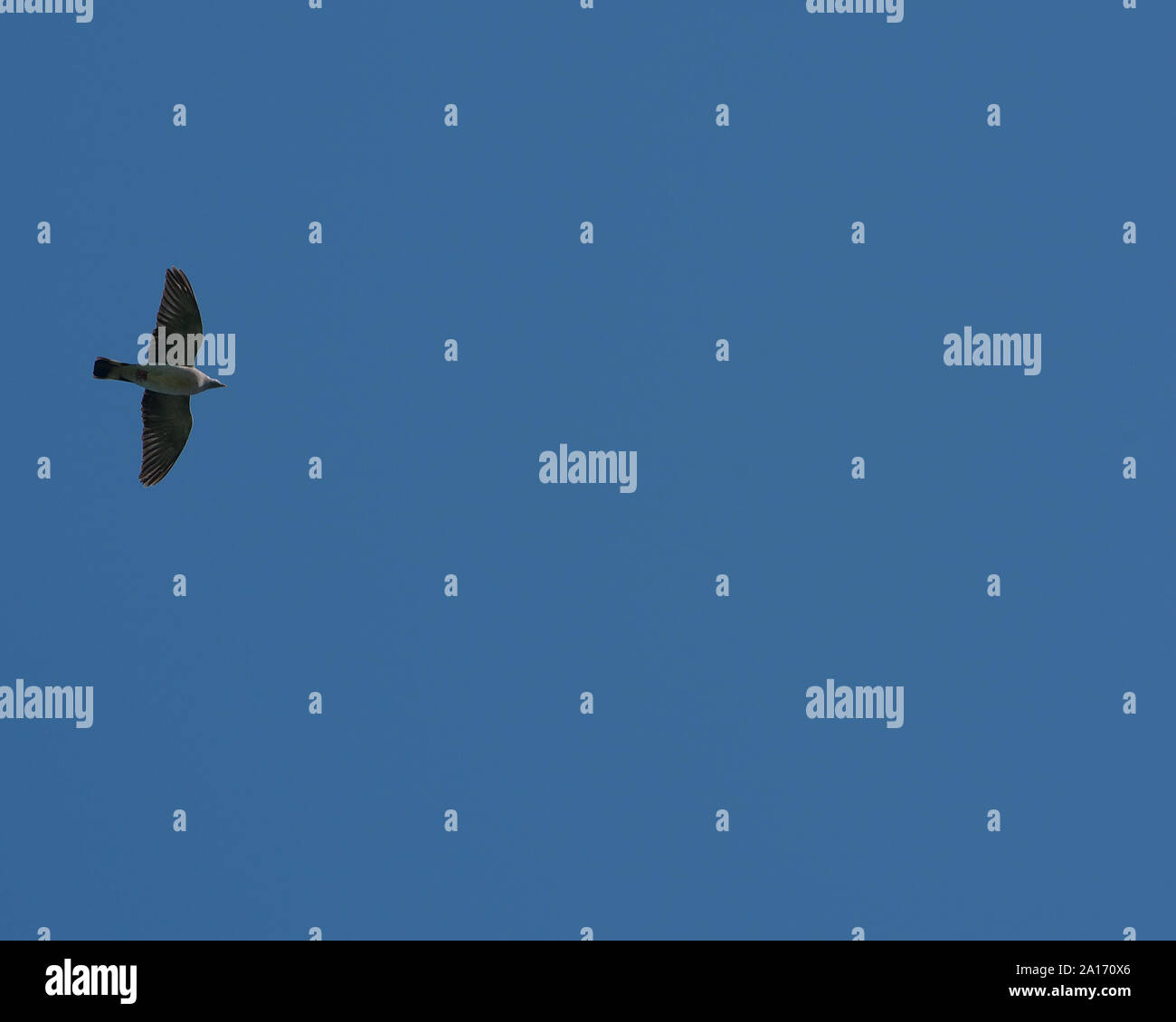 Flying in pigeon hi-res stock photography and images - Alamy