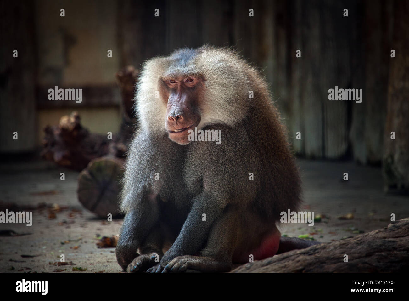 portrait of funny smiling baboon monkey Stock Photo - Alamy