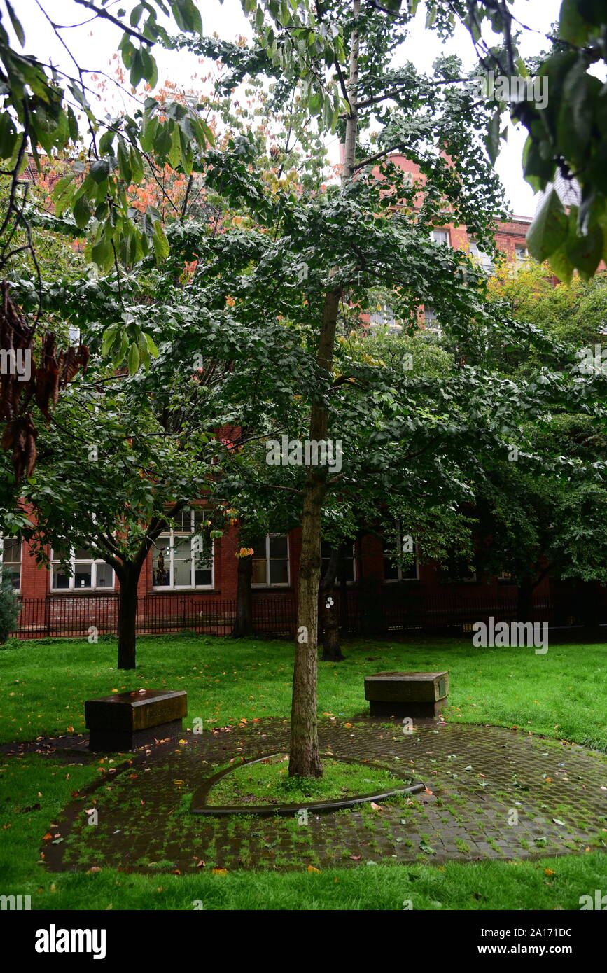 Tree of Life in Manchester Stock Photo - Alamy